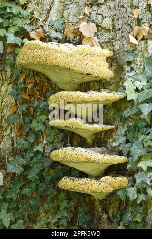 Weeping polypore (Inonotus dryadeus) fruiting body, bracket rows on ...