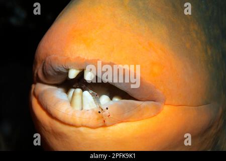 Mouth, teeth, yellow triggerfish (Pseudobalistes flavimarginatus) with ...