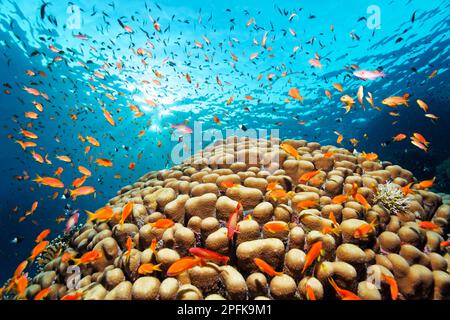 Shoal of red sea basslets (Pseudanthias taeniatus) swimming Dom Coral ...