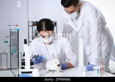 Scientists working with rabbit in chemical laboratory. Animal testing ...