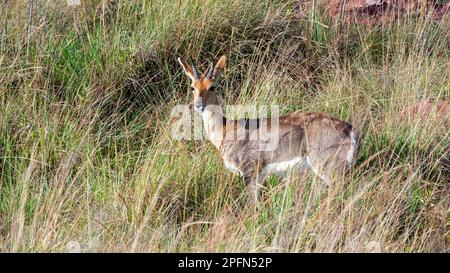 Mountain Reedbuck (Redunca fulvorufula) Marakele National Park, South ...