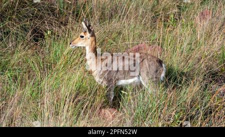 Mountain Reedbuck (Redunca fulvorufula) Marakele National Park, South ...