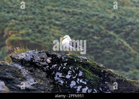 Kelp gulls (Larus dominicanus) resting on ice, Larsen Inlet, Weddell ...