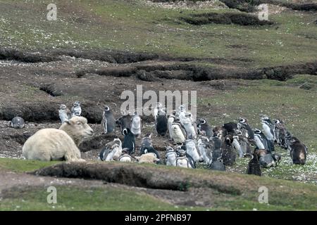 Magellanic Penguin (Spheniscus magellanicus) and Domestic Sheep (Ovis ...