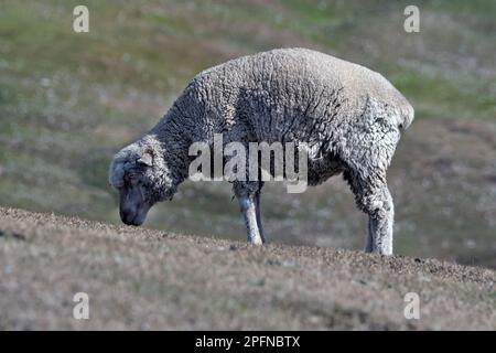 Falkland Islands, Saunders island. sheep Stock Photo - Alamy