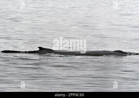 Antarctic Peninsula, Palaver point Stock Photo - Alamy