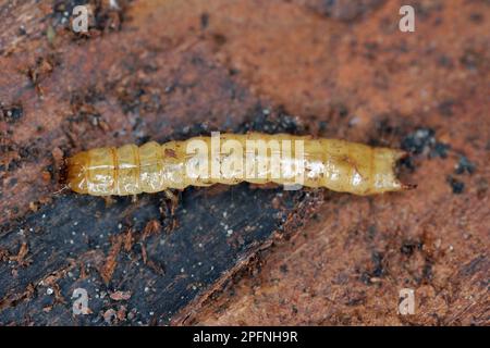 Pytho depressus larva of this beetle (Pythidae family) on under pine bark. V A view of the ...