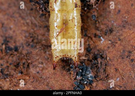 Pytho depressus larva of this beetle (Pythidae family) on under pine ...