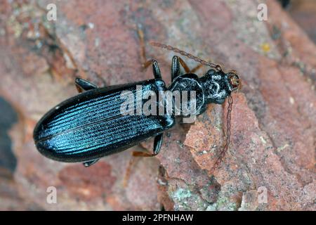 Pytho depressus (Pythidae family) under pine bark. Brown color form of ...