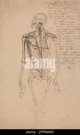 James Ward - Drawing of a Man's Skeleton Stock Photo - Alamy
