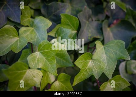 Mostly blurred Canary Ivy leaves background. Green foliage Stock Photo ...