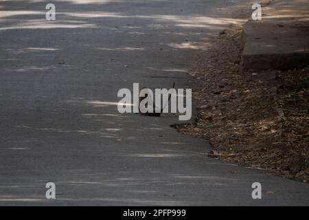 little baby monkey at Bannerghatta national park Bangalore standing in ...