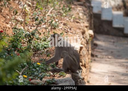 little baby monkey at Bannerghatta national park Bangalore standing in ...