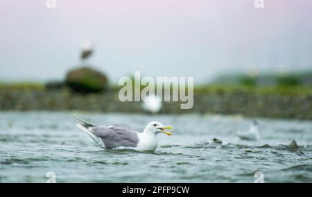 Seagulls shuttle back and forth in the river for food. There's salmon ...