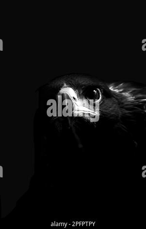 Young Golden Eagle looking Forward Black and White Stock Photo - Alamy