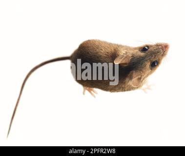 Theriology. Mouse-like rodents of boreal forests, north-east of Europe ...