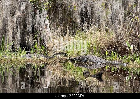 Alligators resting along the shoreline at the Okefenokee National ...