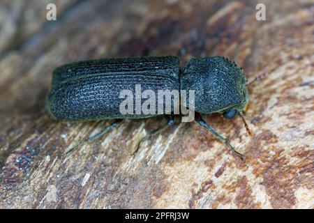 Chinese Auger Beetle, Heterobostrychus hamatipennis, is a species of ...