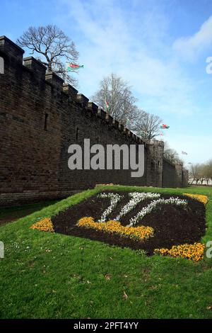 Three feathers planted with crocus flowers, Cardiff Castle outside ...