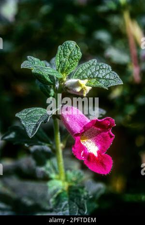 Pedaliaceae Sesame Sesamum indicum Stock Photo - Alamy
