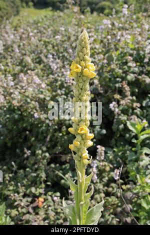 yellow mullein plant growing on garden wall Stock Photo - Alamy