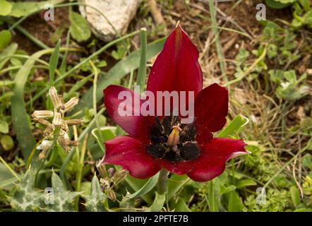 Cyprus Tulip, Tulipa cypria in flower; Cyprus endemic Stock Photo - Alamy