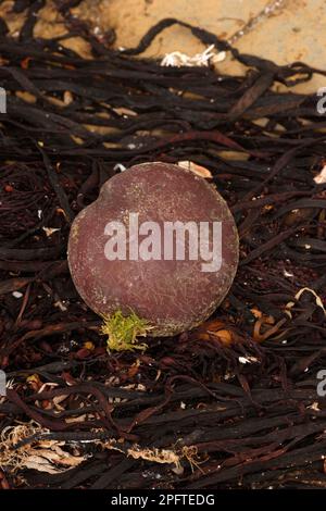 Sea Bean (Entada gigas) seed, made into vesta case, England, United ...