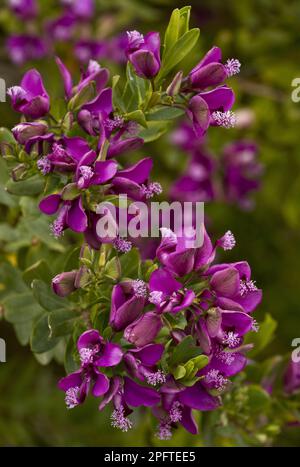 September Bush (Polygala myrtifolia) close-up of flowers growing in ...