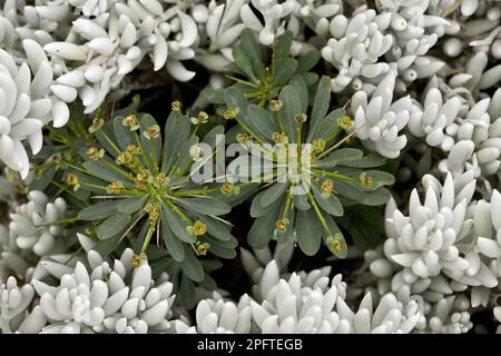 Spurge (Euphorbia multifolia) flowering, growing amongst Woolly Senecio ...
