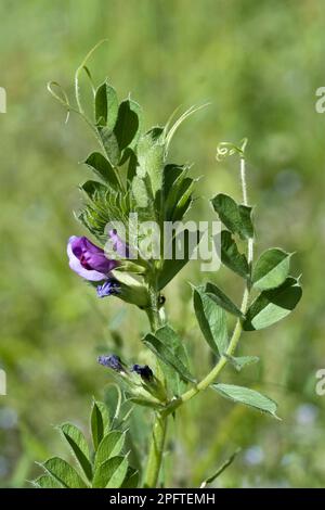 Close up of a bush vetch (vicia sepium) flower Stock Photo - Alamy