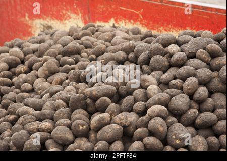 Potato (Solanum tuberosum) harvest, loading harvested tubers onto ...