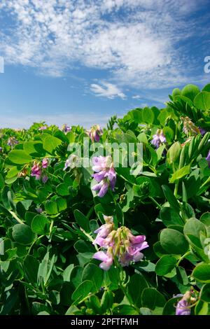 Flowering Sea Pea (Lathyrus japonicus ssp. maritimus Stock Photo - Alamy