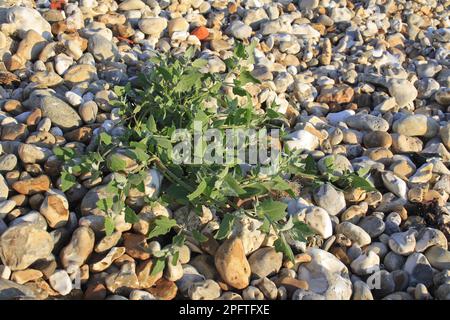 Spear orach, Common Melde, Common Melde, Spreading Melde, Foxtail ...