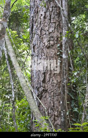Brazilian Cedar (Cedrelinga catenaeformis) trunk among vegetation ...