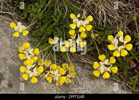 A yellow crown-vetch, Coronilla orientalis at 2700m on the Ovit Pass ...