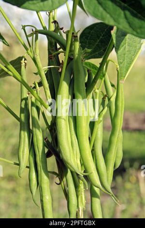 ripe pods of common bean in garden in summer Stock Photo - Alamy