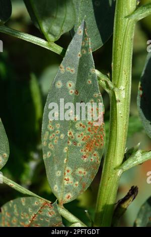Broad bean rust, Uromyces vicia-fabae, on broad bean leaf with notches ...