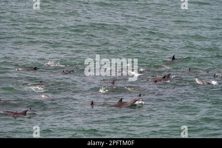 A large pod of Dolphins, dorsal fins showing, swimming along behind a ...