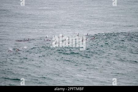 Massive pod or pods of Bottlenose Dolphins, their Dorsal fins poking up ...