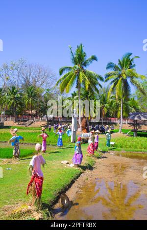 Malaysia, Langkawi, Laman Padi, rice plantation, museum Stock Photo - Alamy