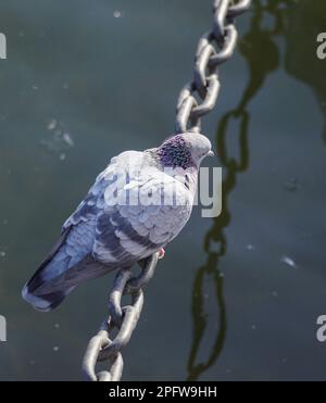 Water Chain and Bird Stock Photo - Alamy