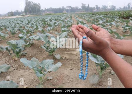 a bead tasbih on hand with raw broccoli farm for pray of good crops ...