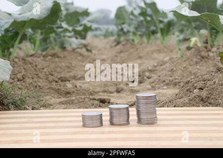 raw fresh broccoli farm with bank coin for harvest are cash crops Stock ...