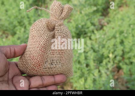 money bag on hand with lentils farm for harvest and growing financial ...