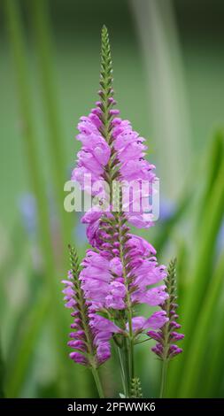 Obedient plant (Physostegia virginiana) with pink flowers just ...