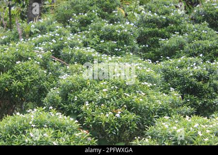 beautiful Taiwan beauty flower (Cuphea hyssopifolia) with green leaves ...