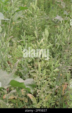 mustard farm for harvest and oil are cash crops Stock Photo - Alamy