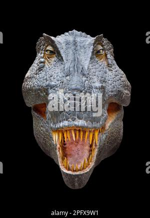 Tyrannosaurus reconstruction, T Rex portrait, head on face view Stock ...