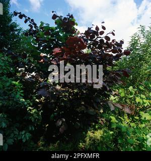 Corylus Avellana, Contorta Red / Red Majestic Hazel Tree Stock Photo ...