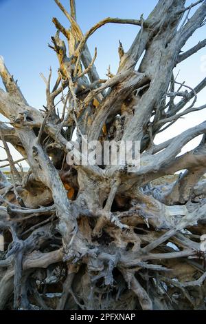Root system of a fallen tree on display in the New Forest Stock Photo ...